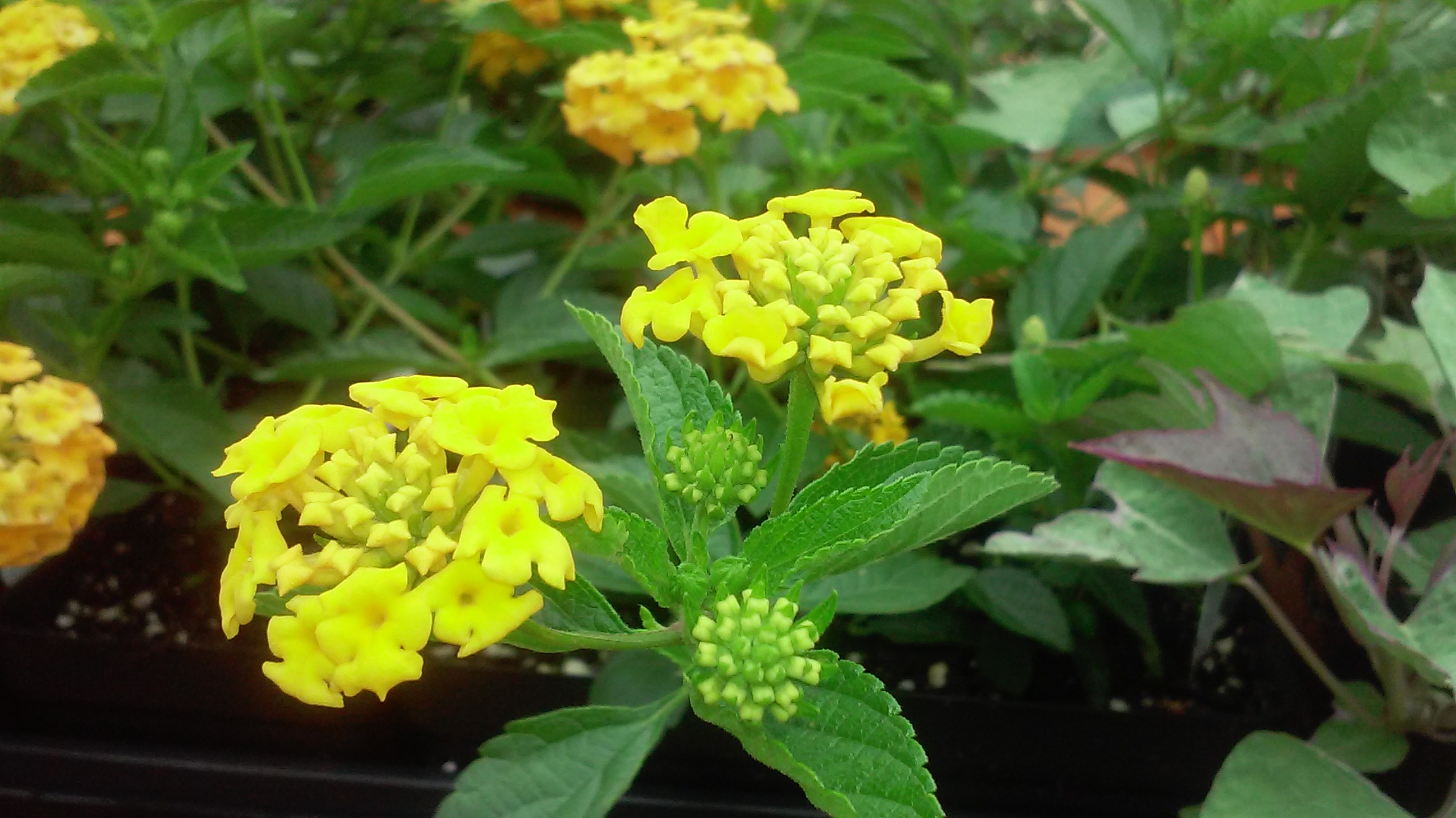 20160412_142923 – iLEX Farms Nursery